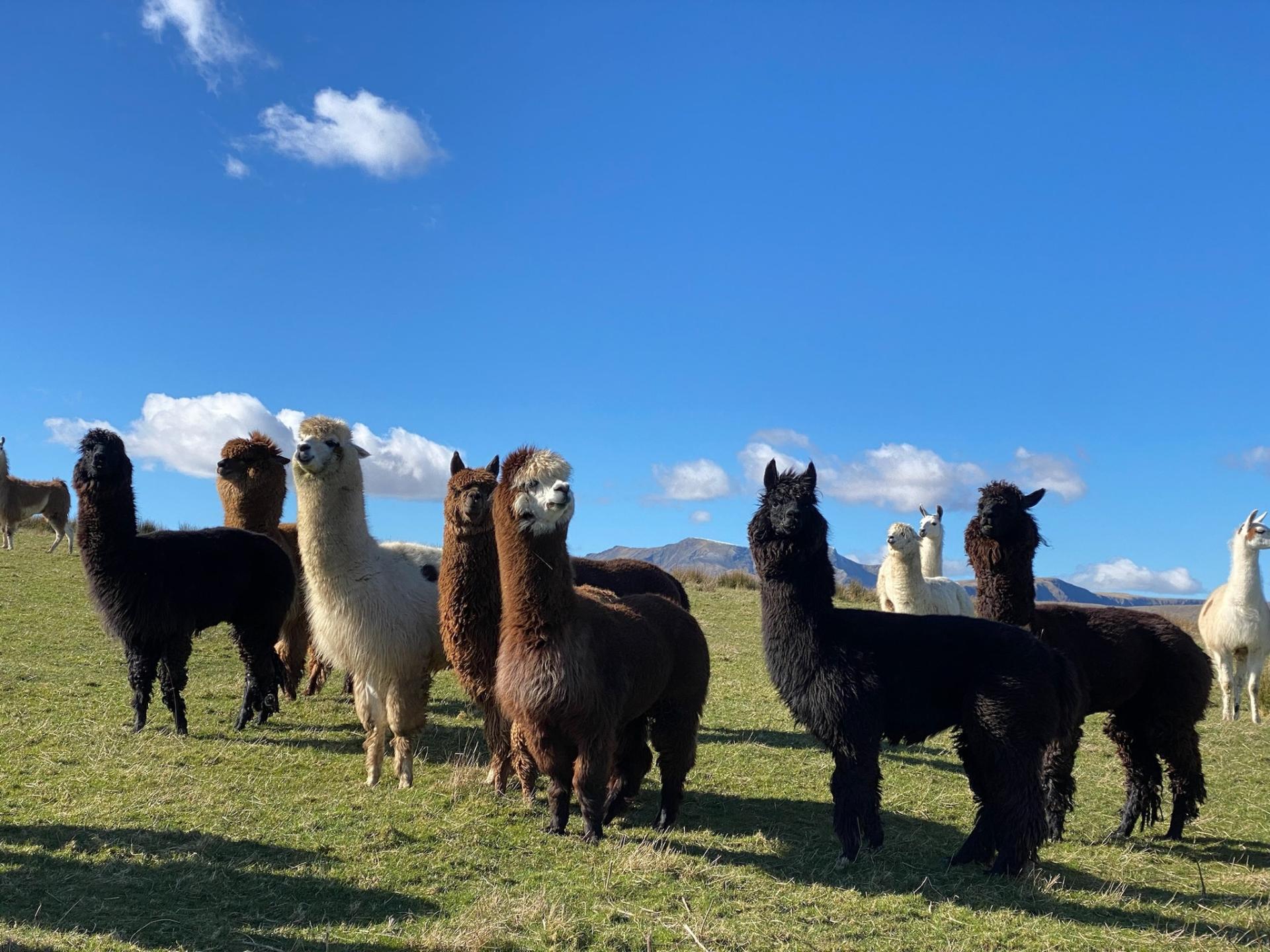 Spotting animals in the Lake District