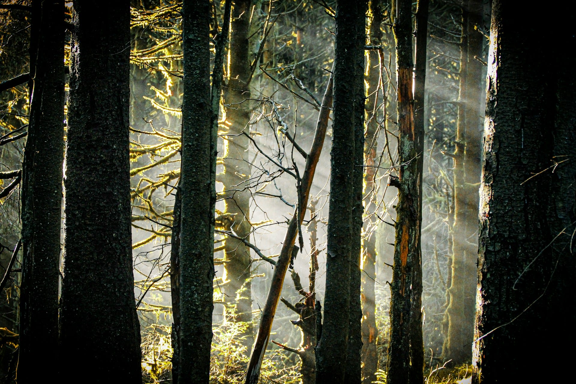 Forest walks in the Lake District